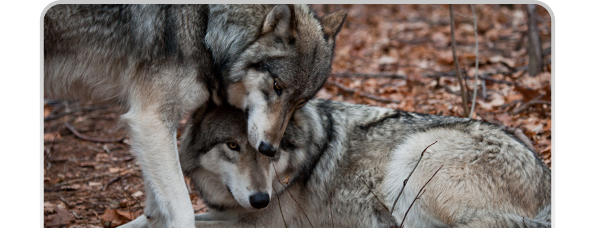 Sleep with the Wolves